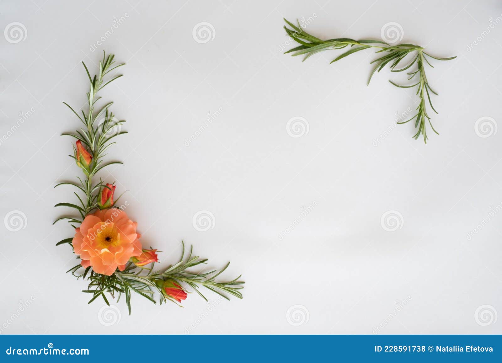 Flowers and leaf frame stock photo. Image of frame, organic - 228591738