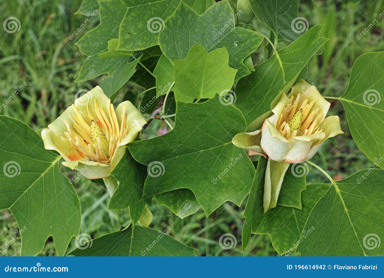 American Tulip Tree - Liriodendron Tulipifera Stock Photo ...