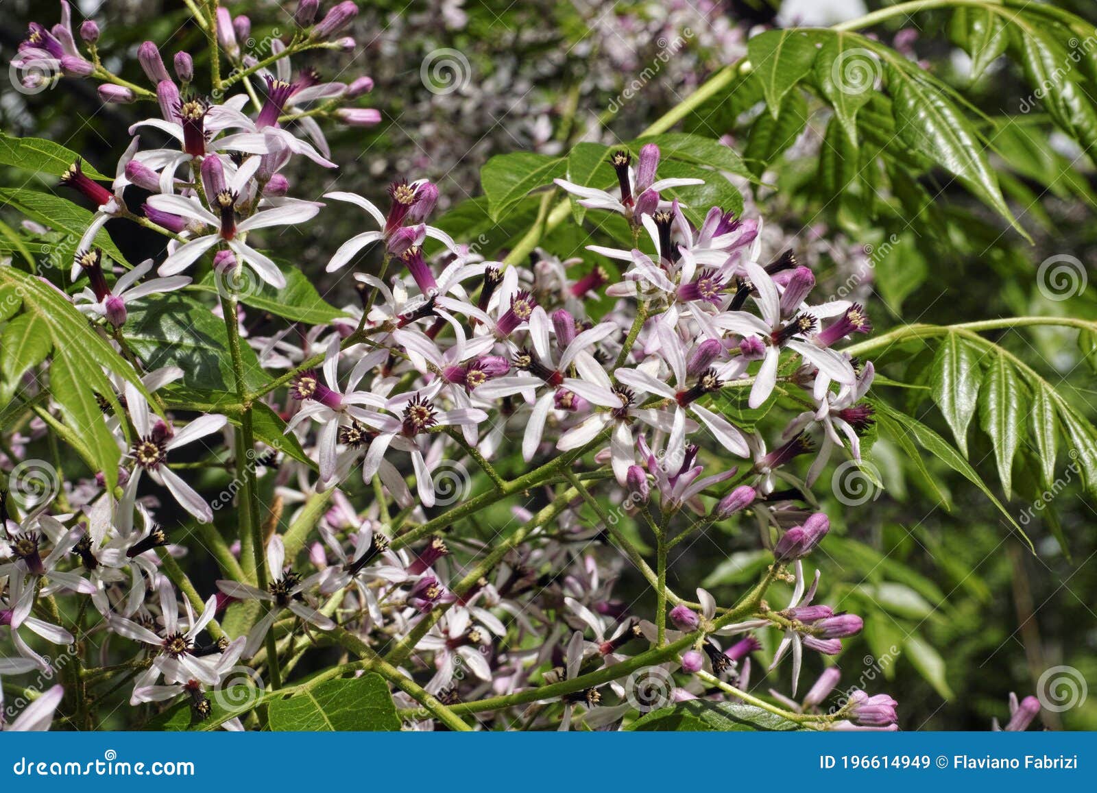 Flowers an Leaves of Chinaberry Tree Stock Image - Image of deciduous ...
