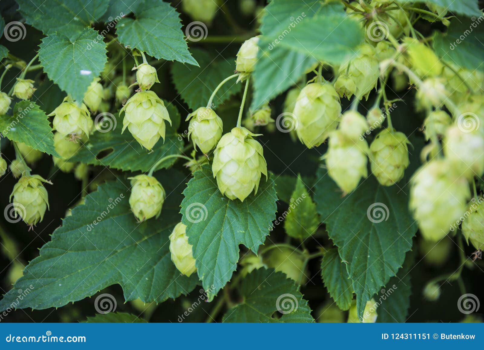 Flowers and Leaves of Common Hop Plant Stock Image - Image of garden ...