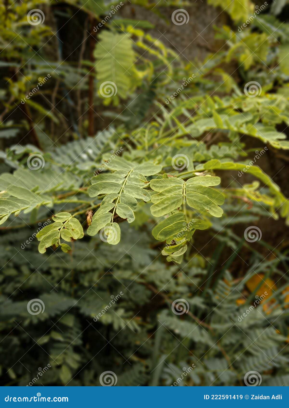 Leaves Of Common Cleavers, Galium Aparine Stock Image | CartoonDealer ...