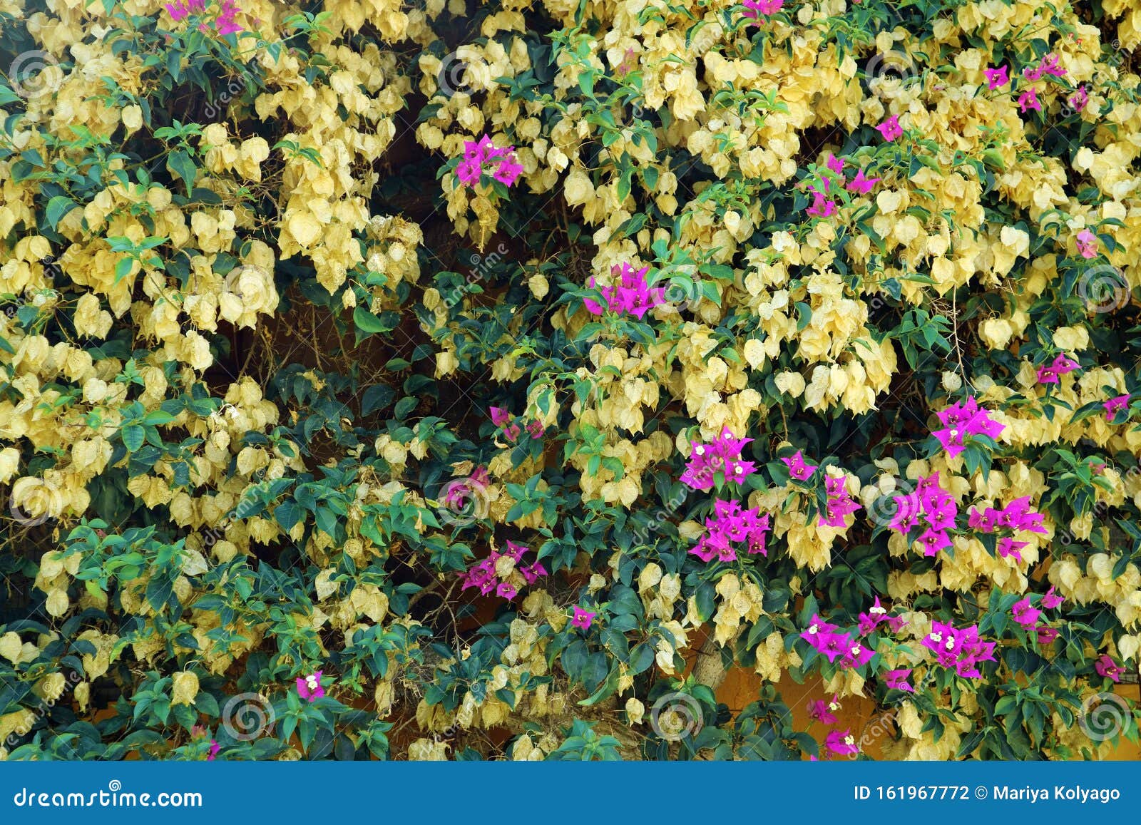 Flowers and Leaves Crawling on the Wall As Background Stock Photo ...