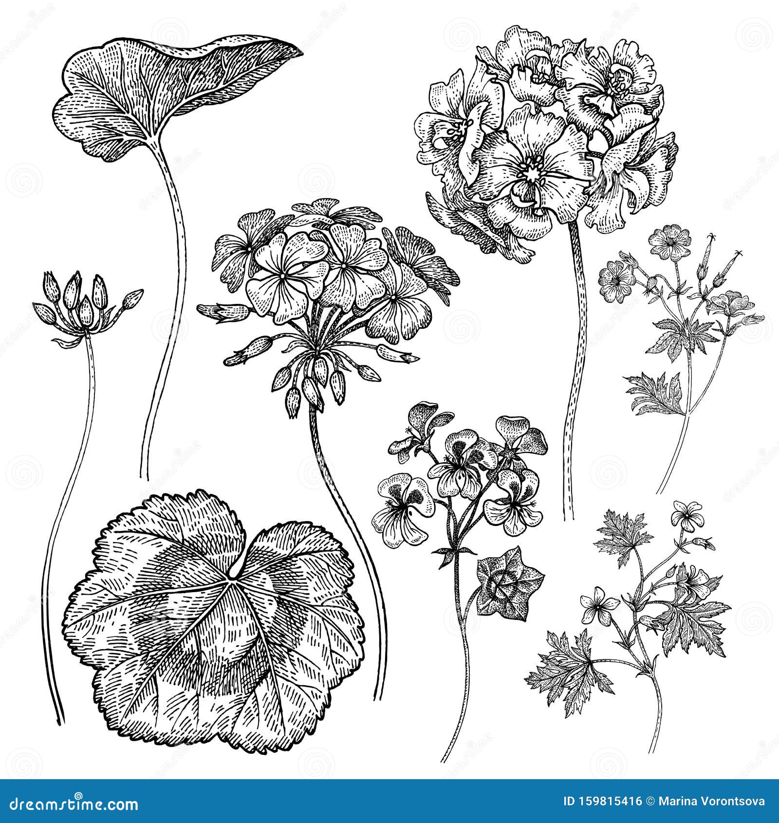 Geranium. Flowers and Leaves Isolated on White Background Stock Vector ...