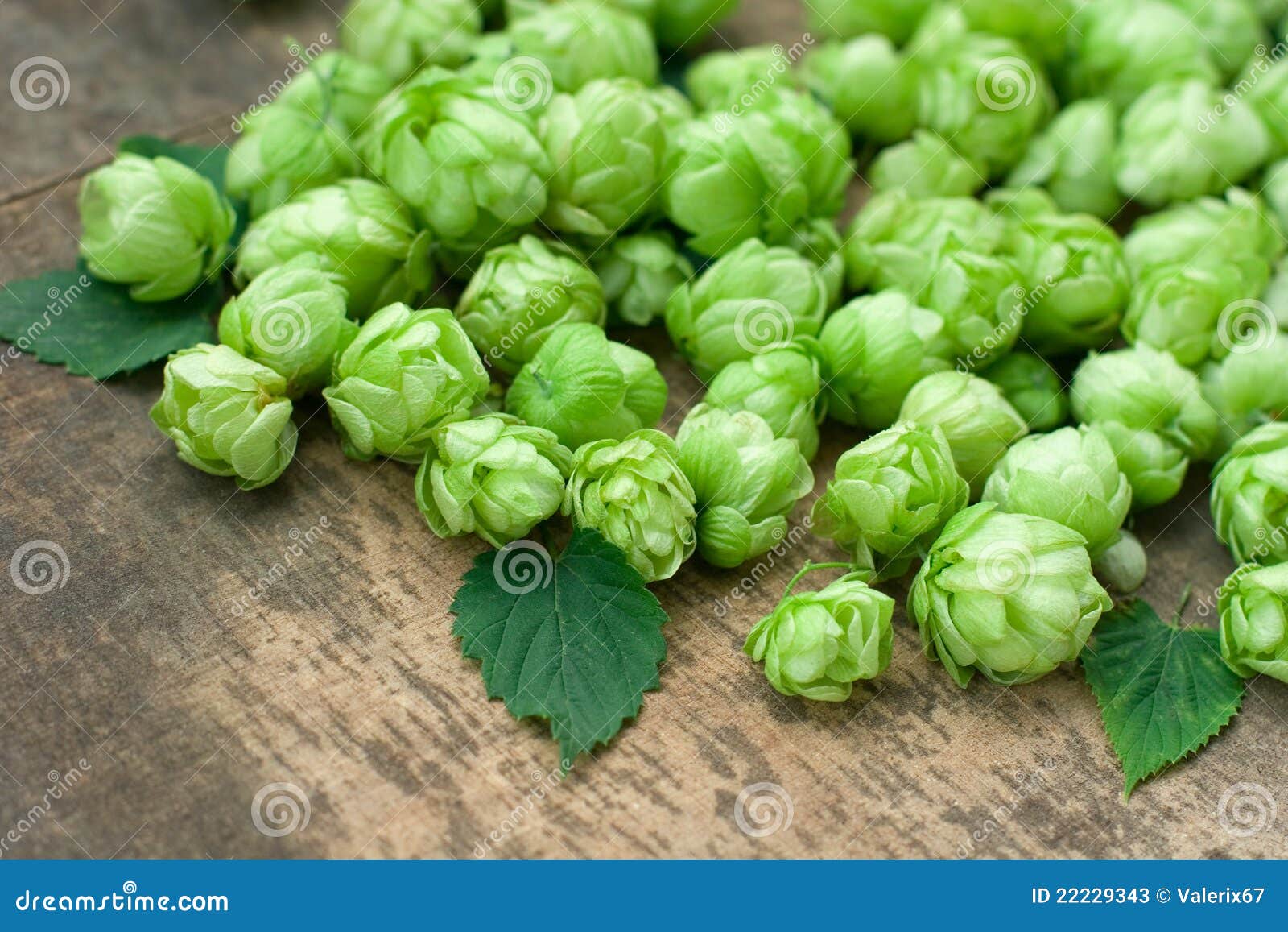 Flowers and leaves of hops stock image. Image of lupulus - 22229343