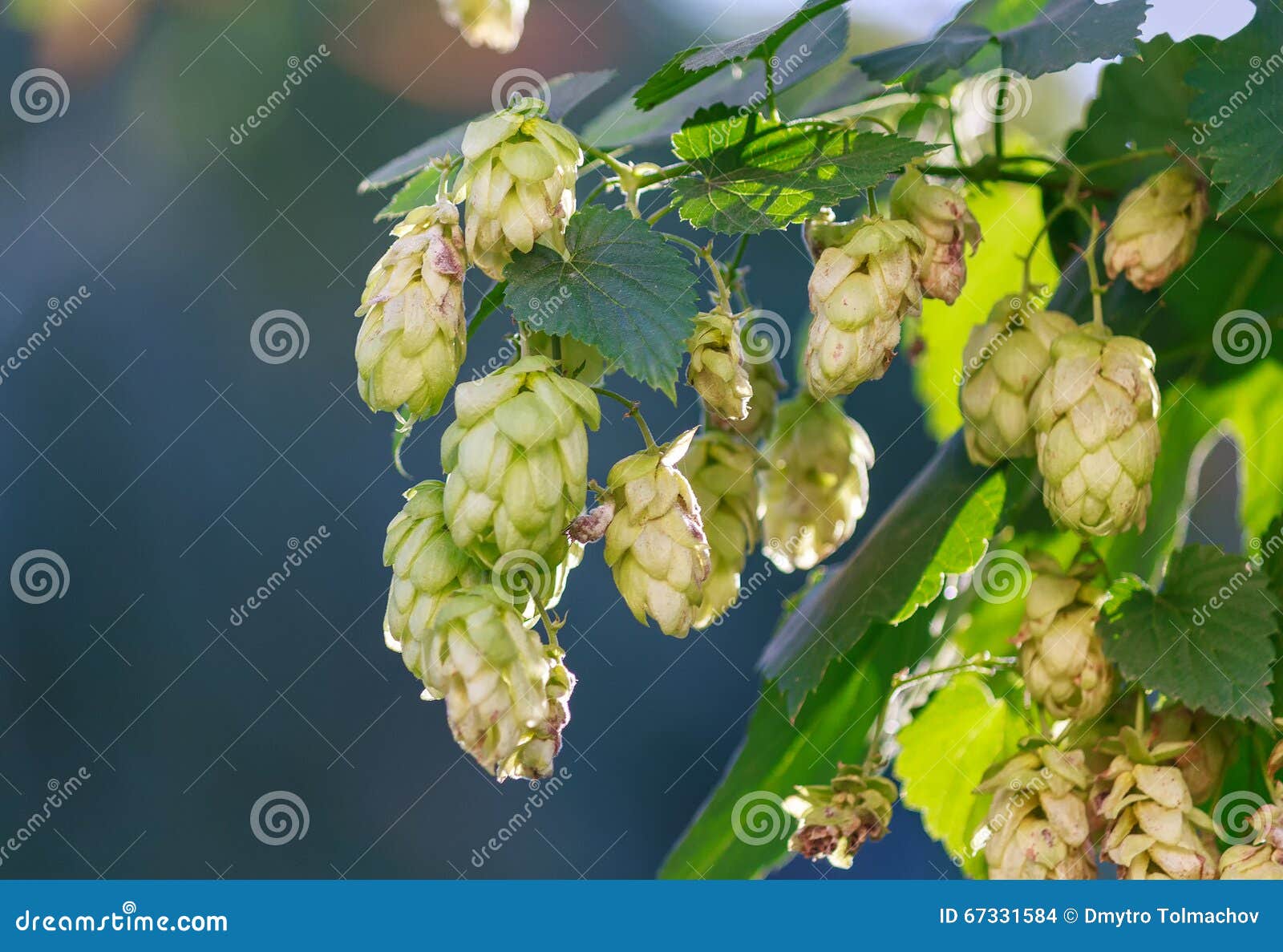 Flowers and Leaves of Hops Close Up Stock Photo - Image of agriculture ...