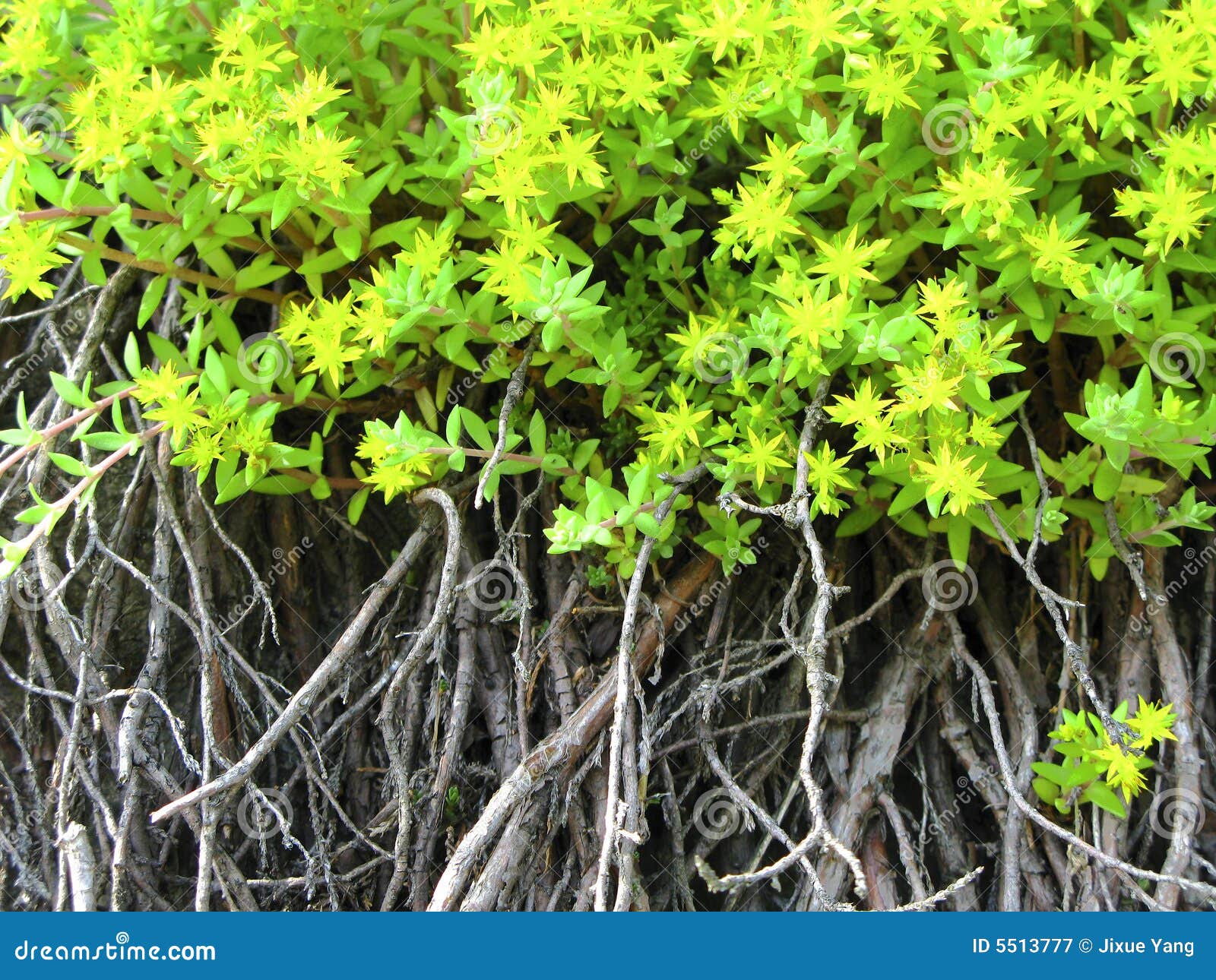 Flowers, Leaves and Roots stock image. Image of close - 5513777