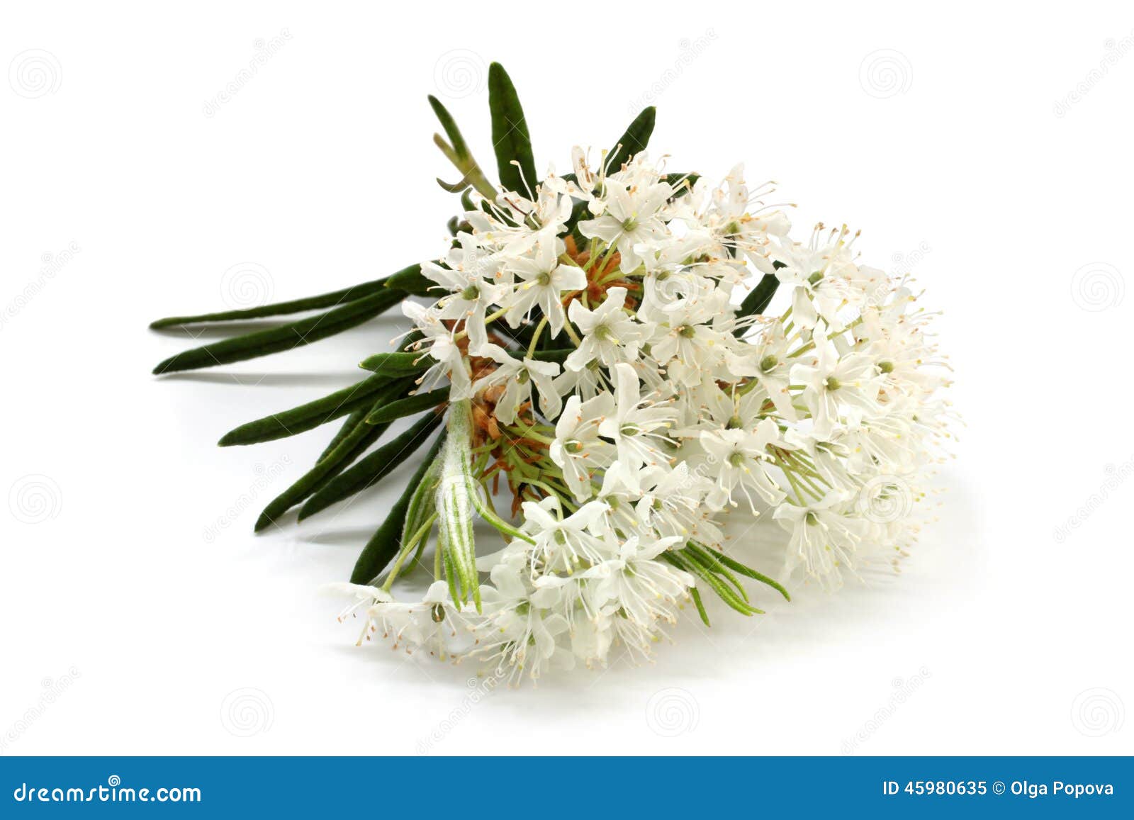 Flowers of a Ledum with Leaves Stock Image - Image of evergreen, green ...