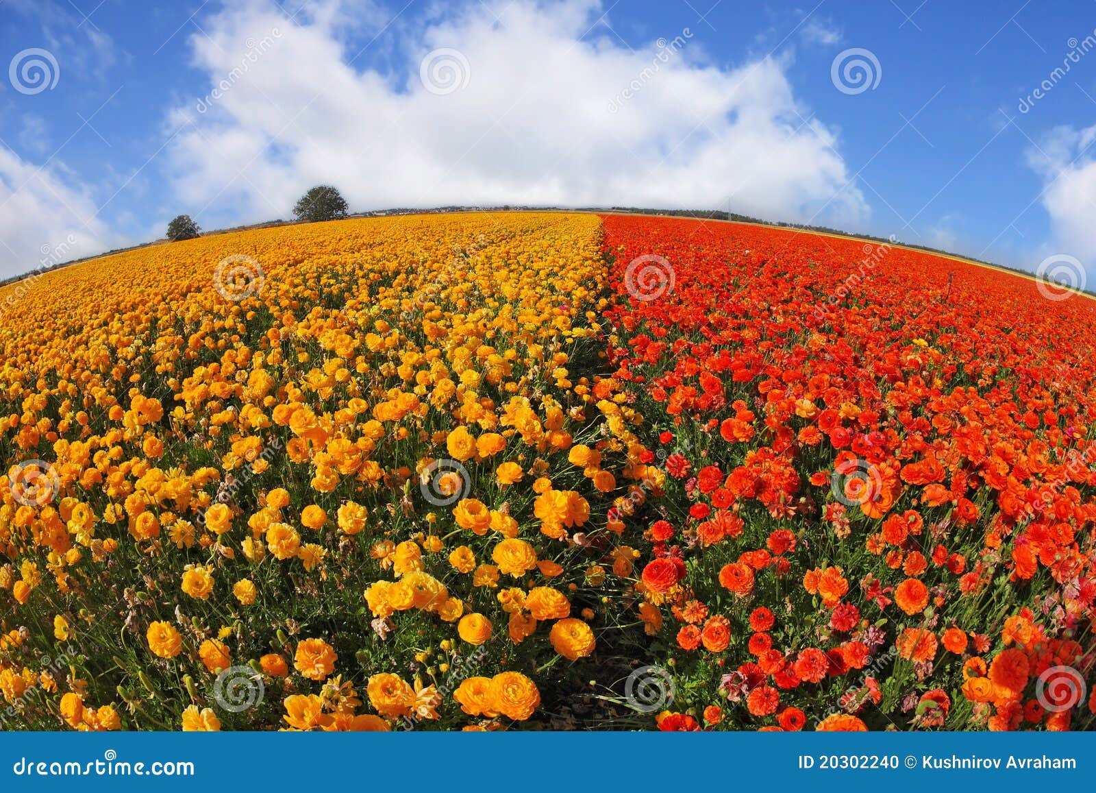 The Flowers by an Lens Fish Eye Stock Photo - Image of horizon ...