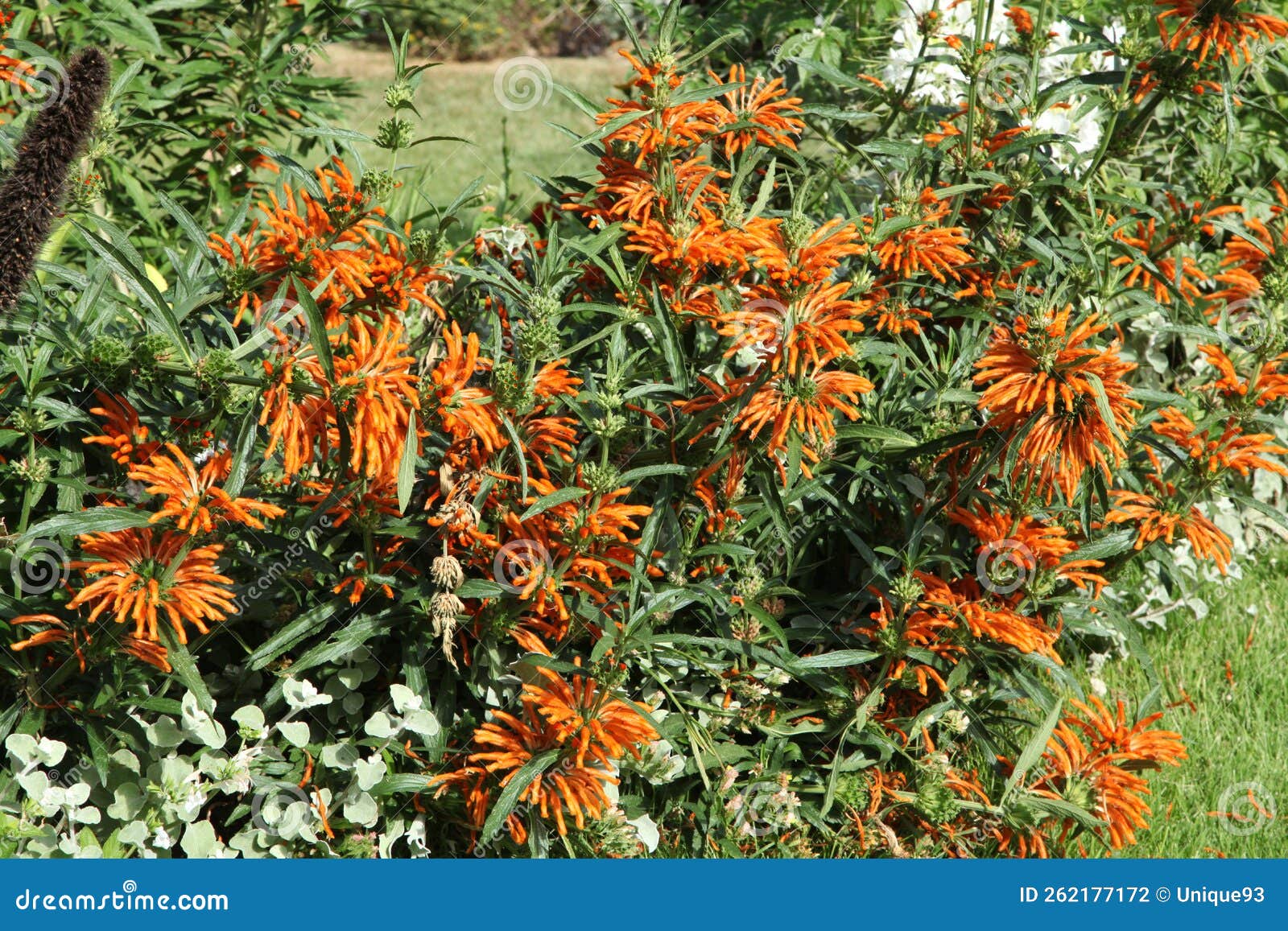Flowers of Leonotis Leonurus Also Called `Lion`s Tail` Stock Photo ...