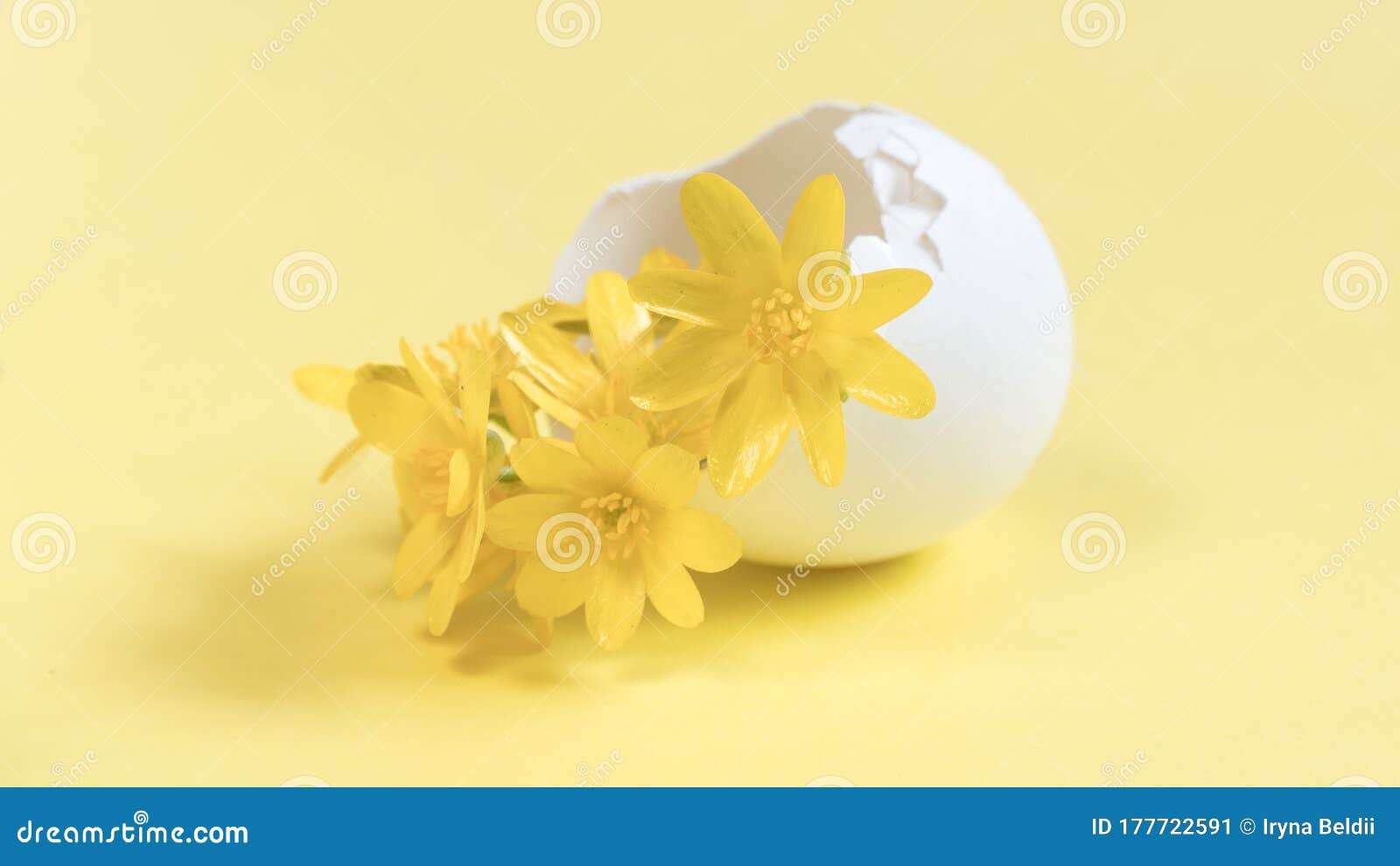 Yellow Flowers in an Egg Shell on a Yellow Background. Copy Space Stock ...
