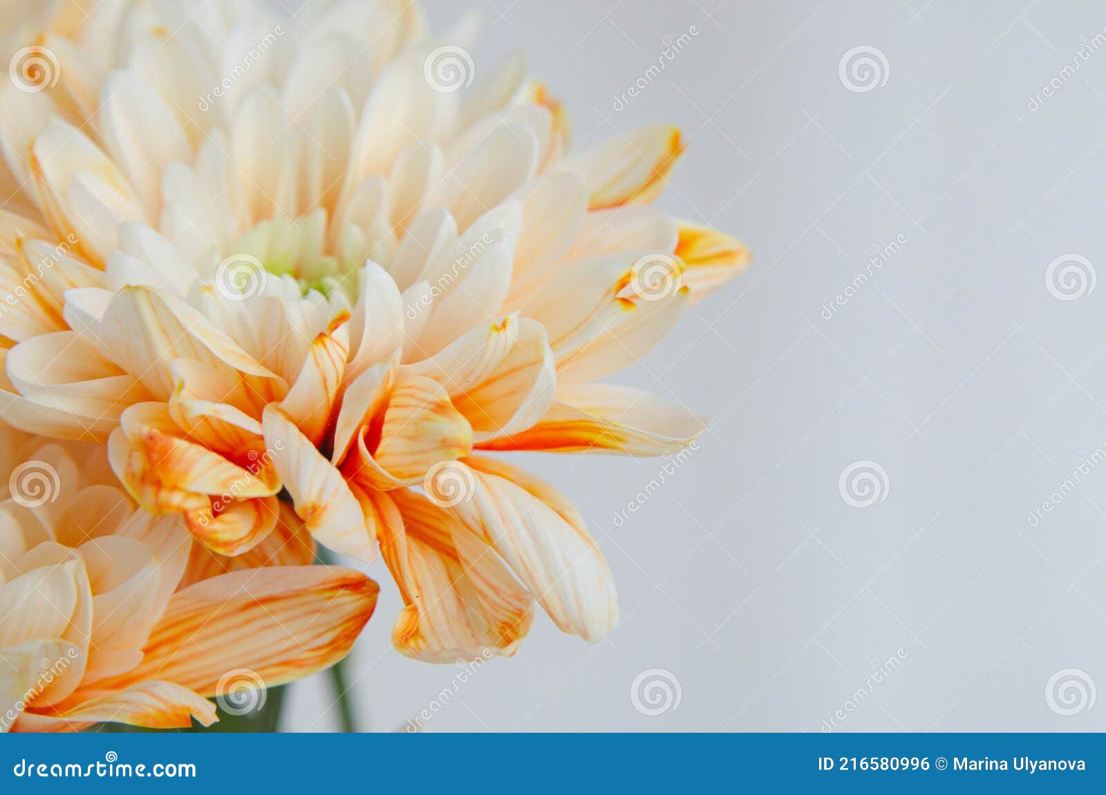 Flowers on a Light Background Stock Photo - Image of flora, petal ...