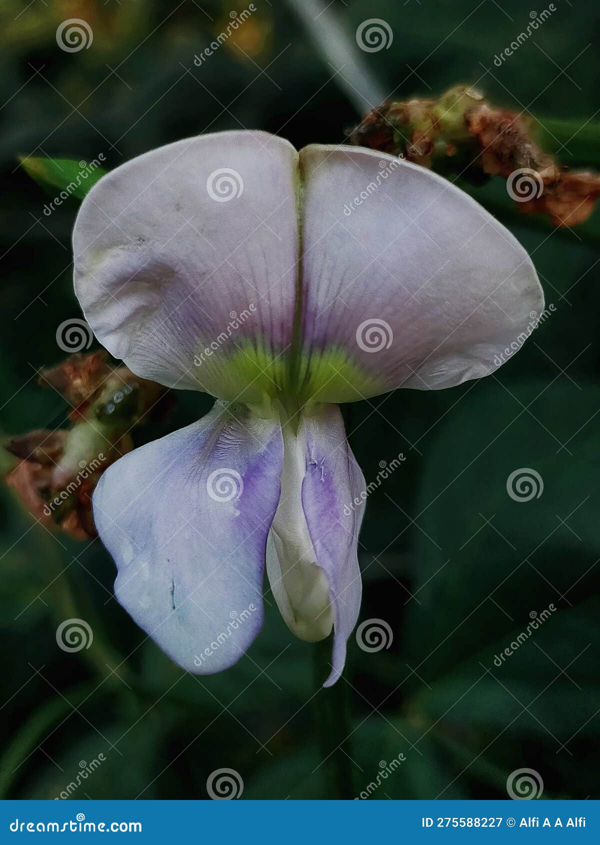 Flowers like butterflies stock image. Image of flowers - 275588227