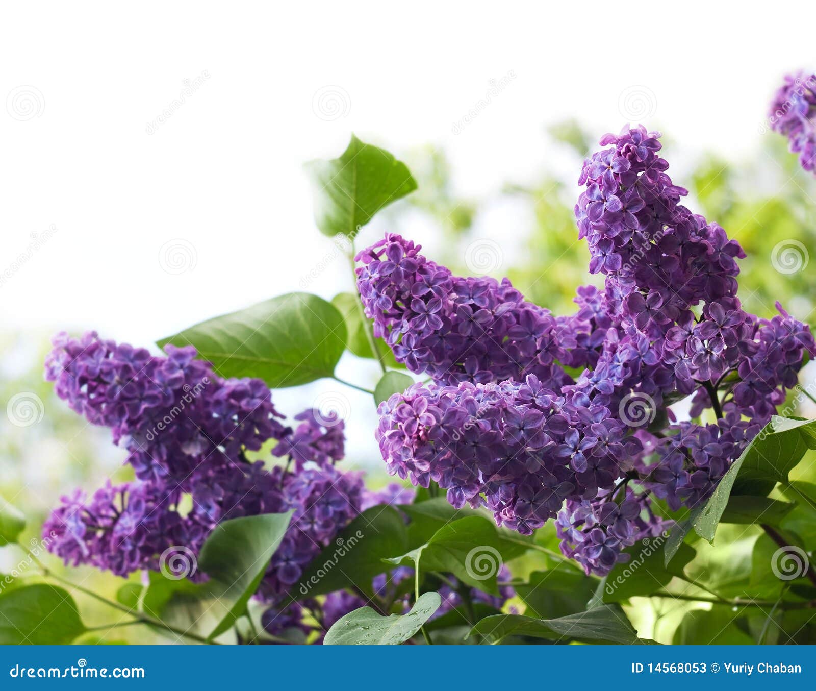 Flowers of lilac stock image. Image of selective, background - 14568053