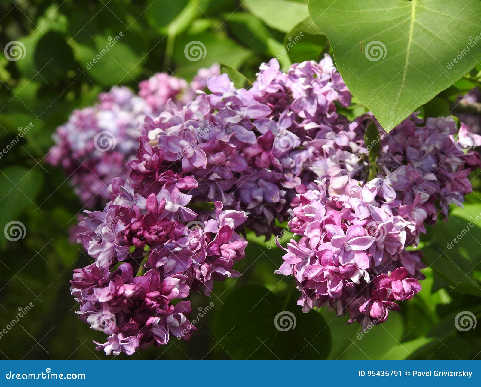 Flowers lilacs stock image. Image of buttercups, beautiful - 95435791