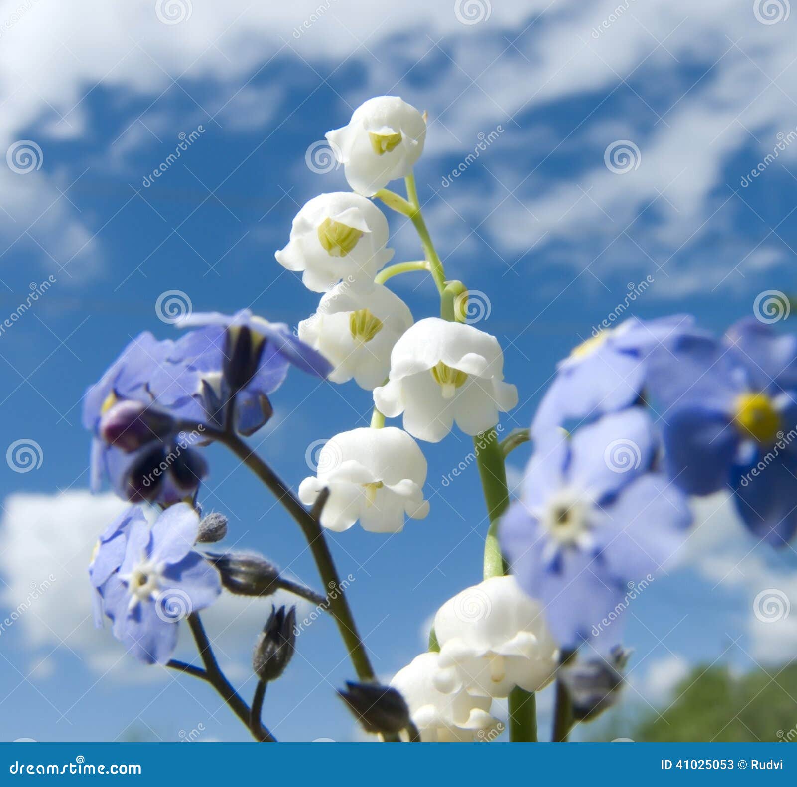 Flowers stock image. Image of lily, nature, blue, flowers - 41025053