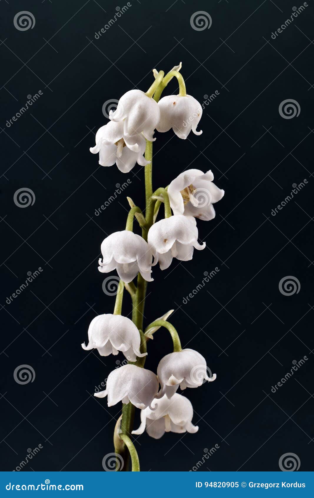 Flowers of Lily of the Valley Stock Image - Image of poland, beautiful ...
