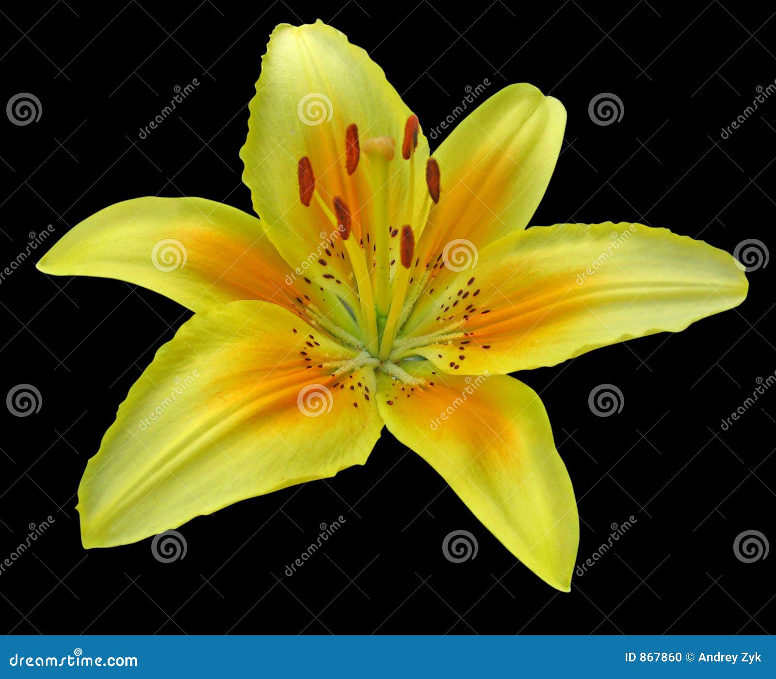 Flowers Lily yello stock photo. Image of flora, perfect - 867860
