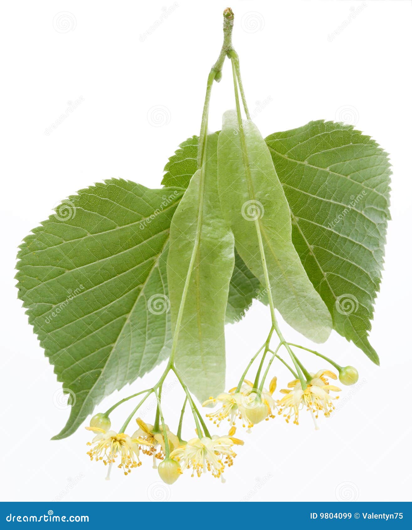 Flowers of linden-tree stock image. Image of linden, lime - 9804099