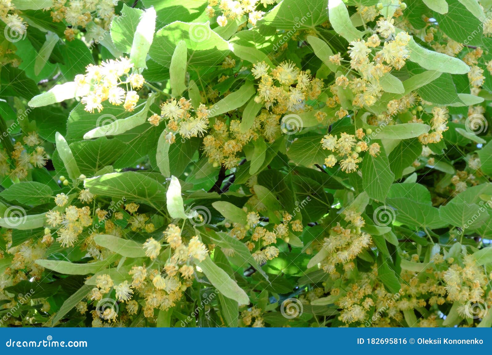 Flowers of Linden Tree. Branches of Blooming Linden Stock Photo - Image ...