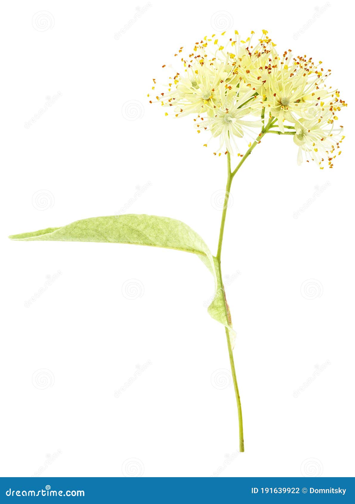 Flowers of Linden Tree Isolated on White Background, Top View Stock ...