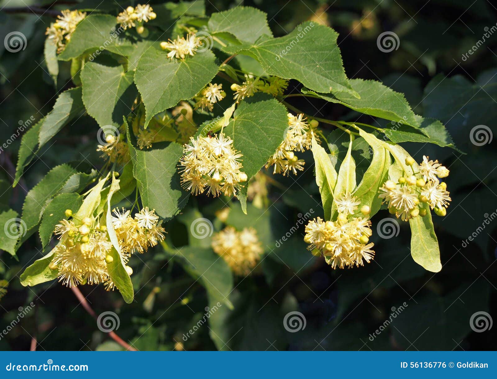 Flowers of linden tree stock photo. Image of petal, restful - 56136776