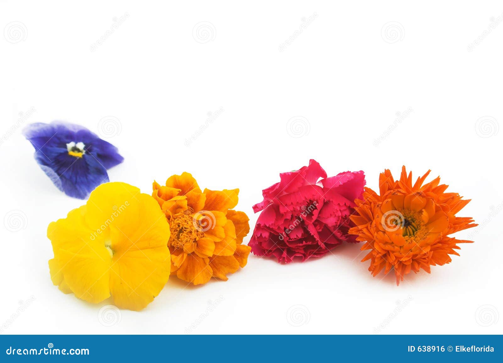 Flowers in line stock photo. Image of copyspace, buds, yellow - 638916