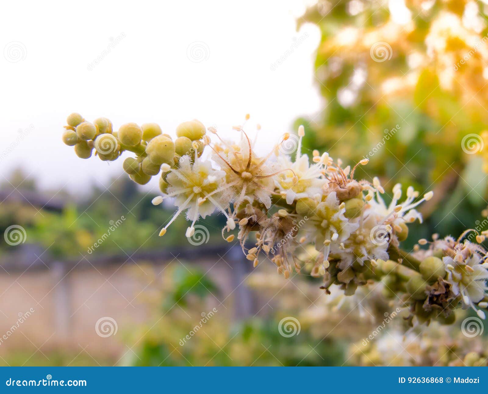 Flowers of longan stock photo. Image of flower, food - 92636868