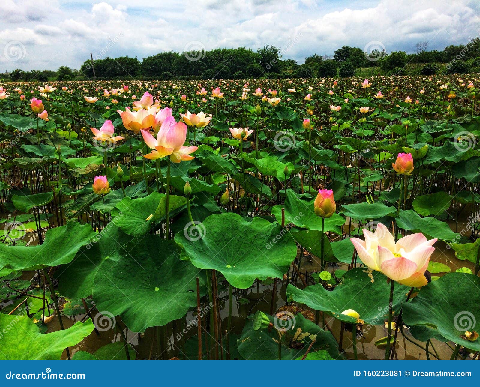 Flowers Lotus and Tree Background Stock Image - Image of raindrops ...