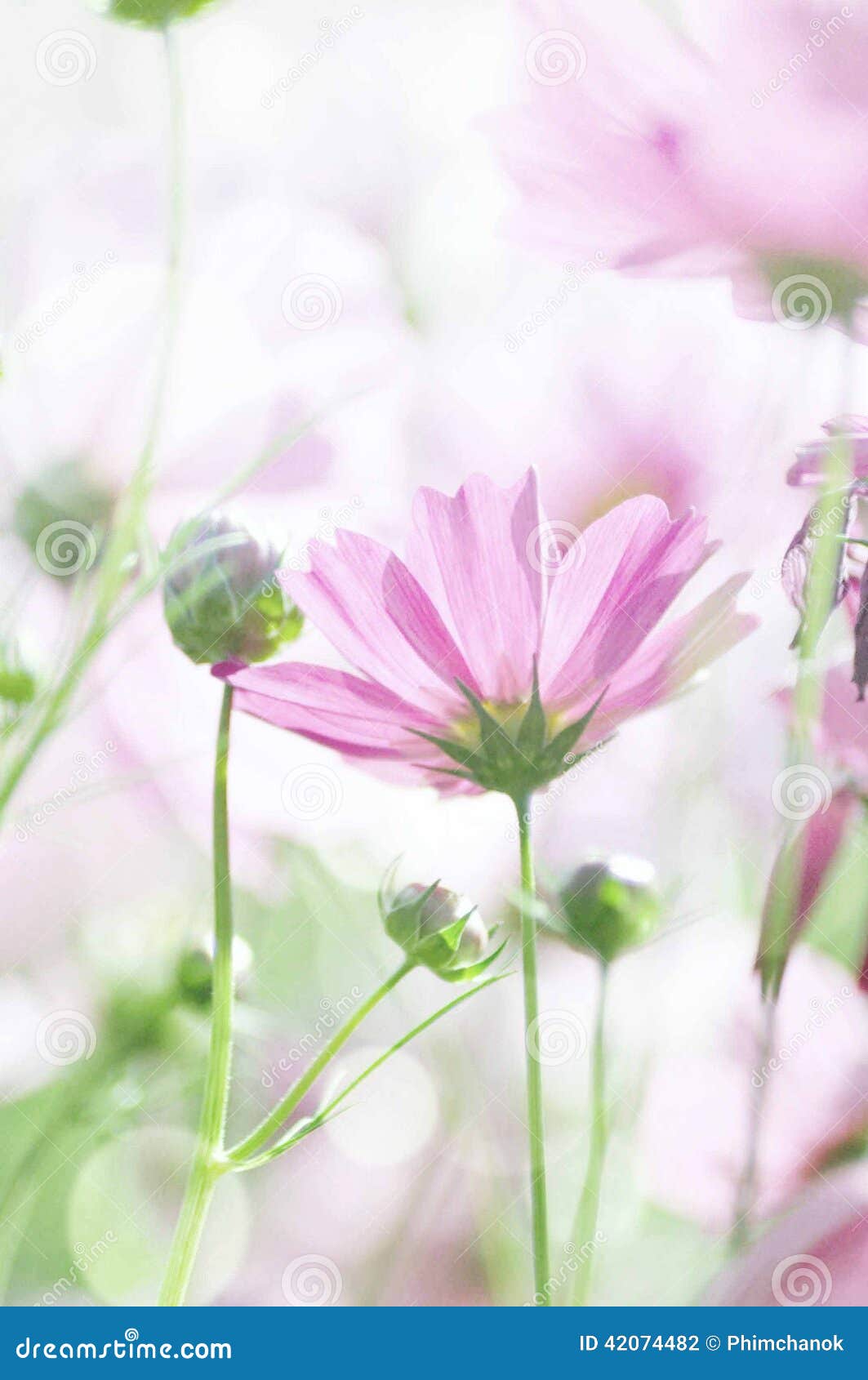 Flowers Made with Color Filters Stock Photo - Image of desktops, color ...