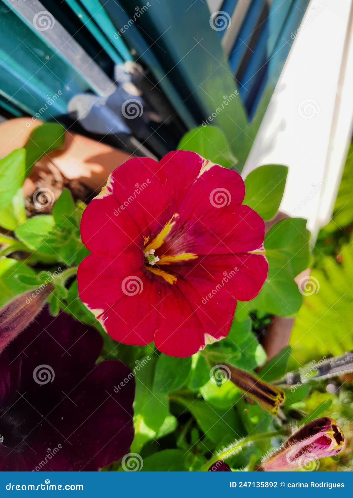 Flowers madeira island stock photo. Image of petal, flower - 247135892