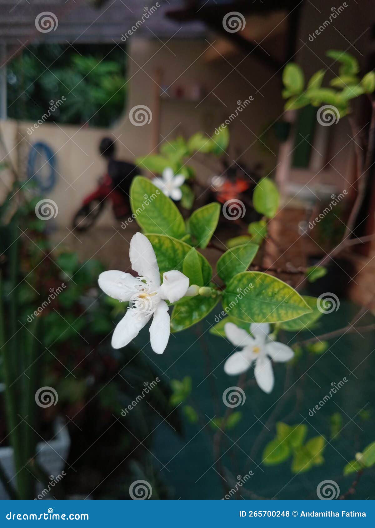 FLOWERS always MAKE PEOPLE BETTER Stock Photo - Image of nature, petal ...