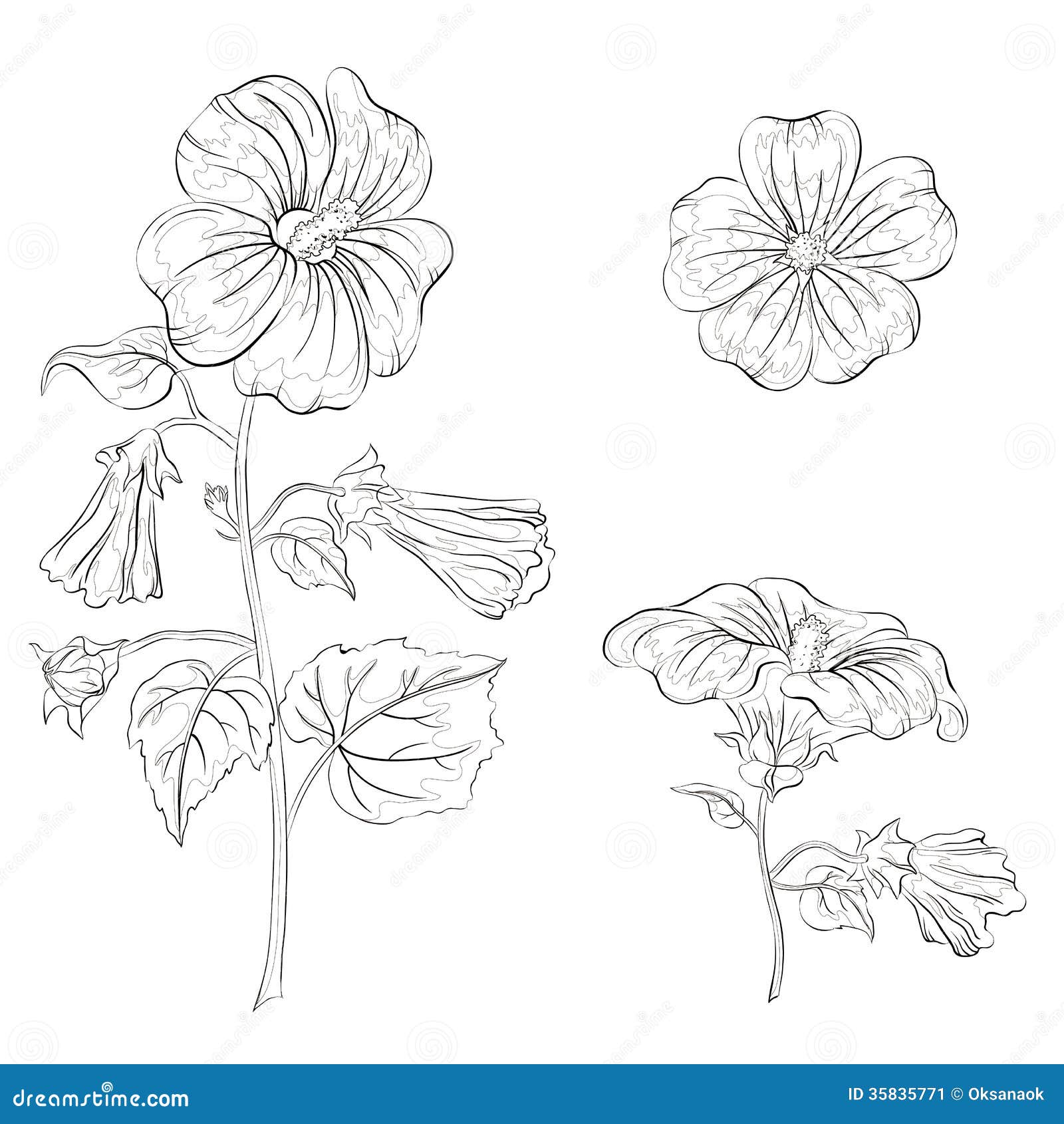 Flowers mallow, contours stock vector. Illustration of florescence ...