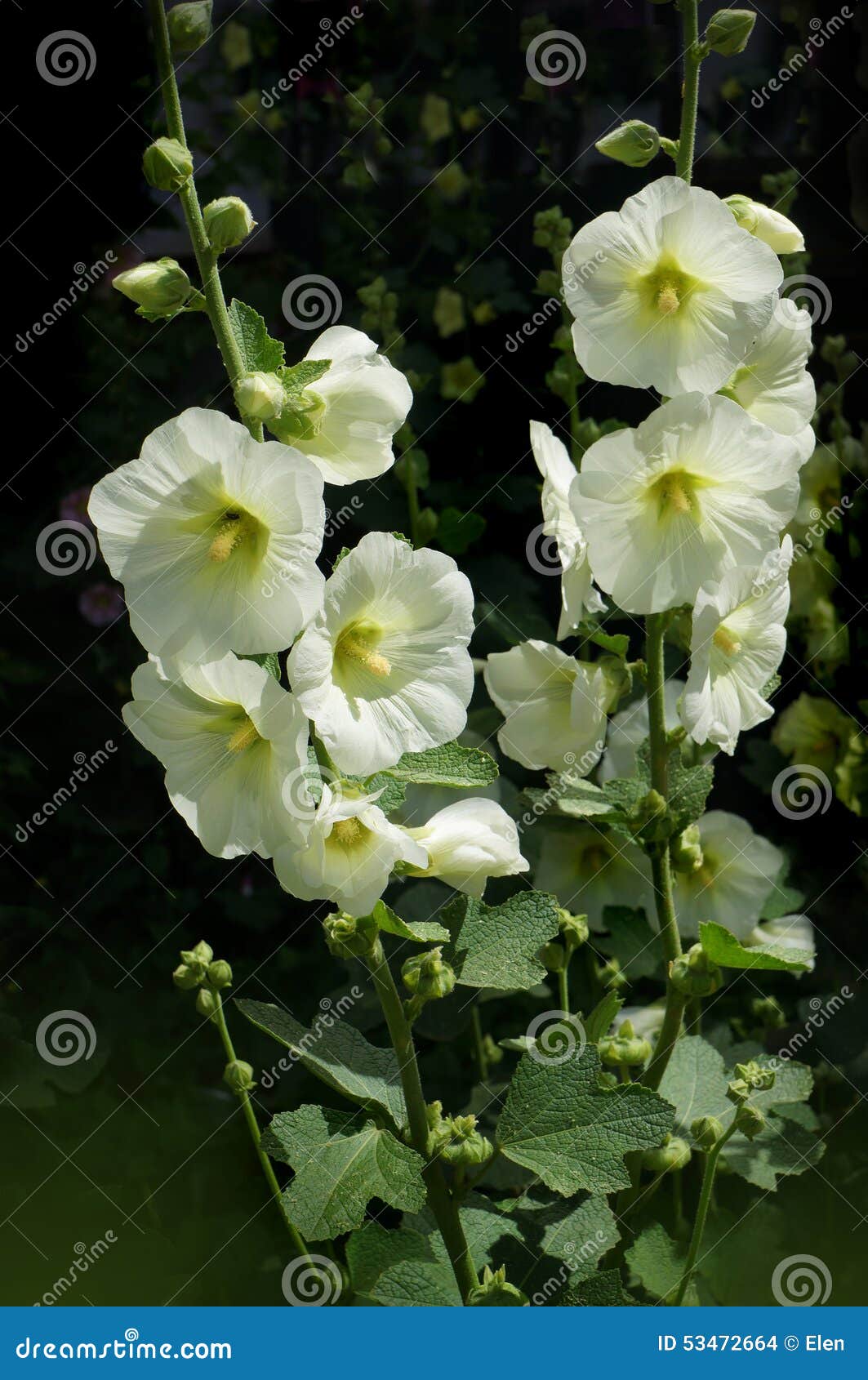 Flowers Mallow in garden stock photo. Image of flower - 53472664