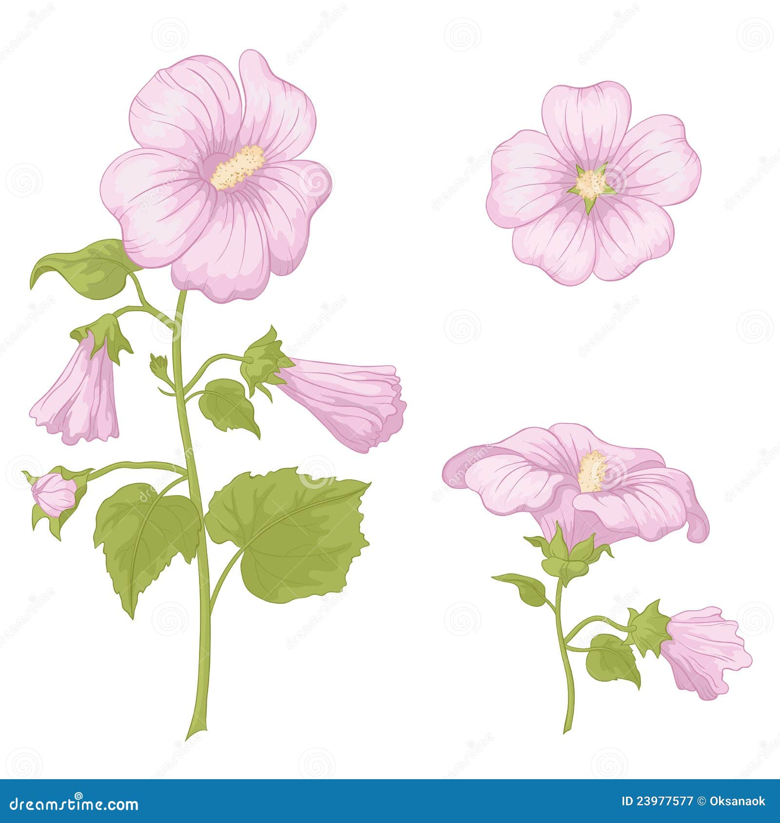 Flowers mallow, isolated stock vector. Illustration of garden - 23977577