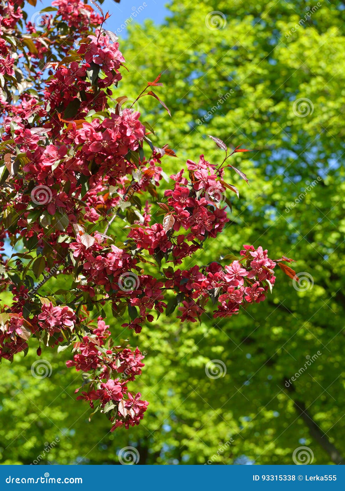 Flowers of Malus Royalty Crab Apple Trees Stock Photo - Image of ...