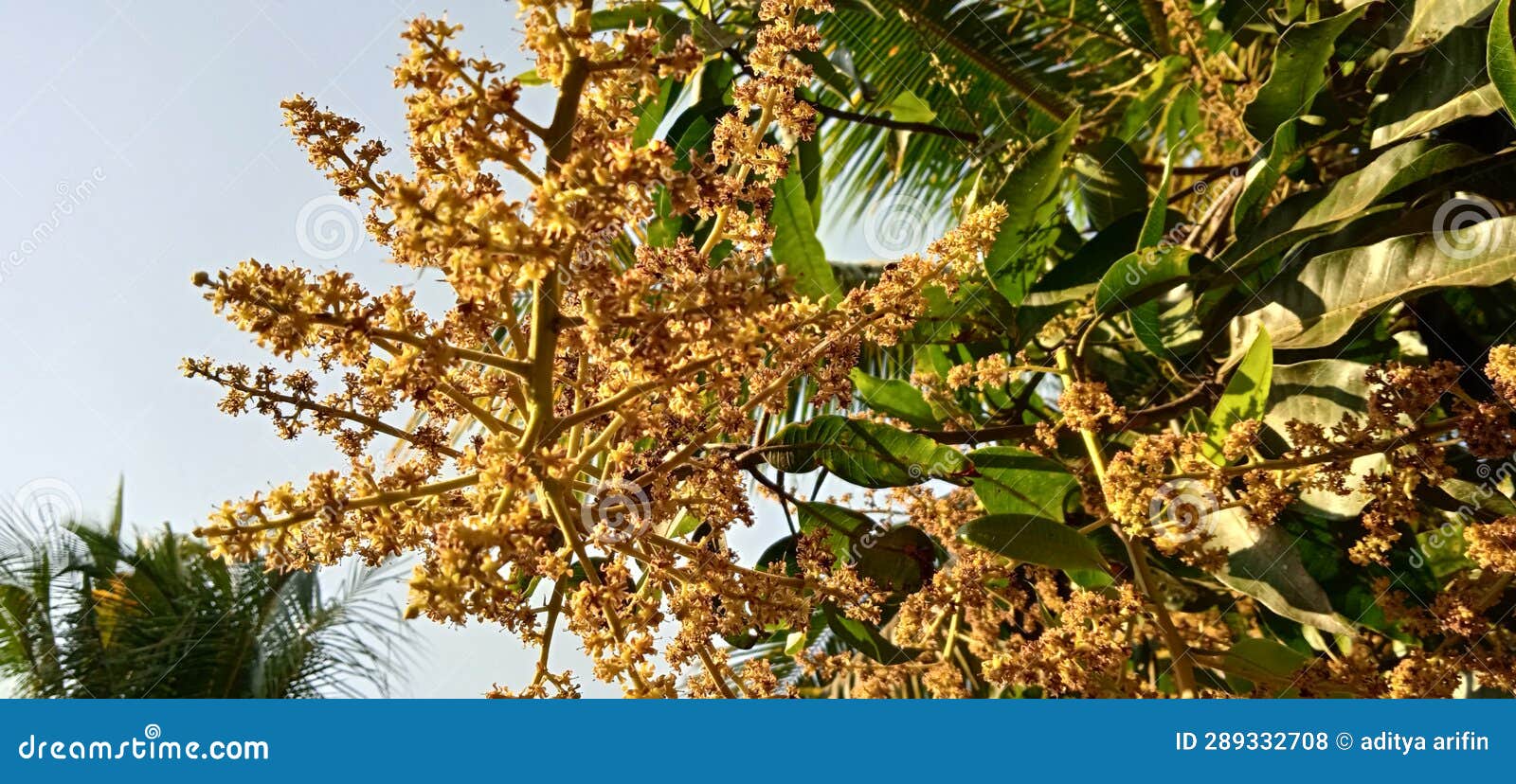 The Flowers of the Mango Fruit are Yellowish in Color Stock Photo ...