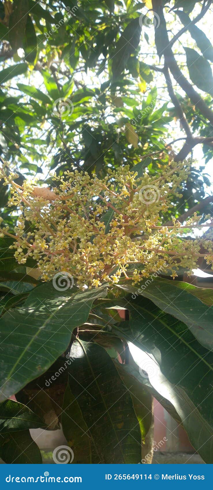 Flowers from a Mango Tree in Bloom Stock Photo - Image of branch ...