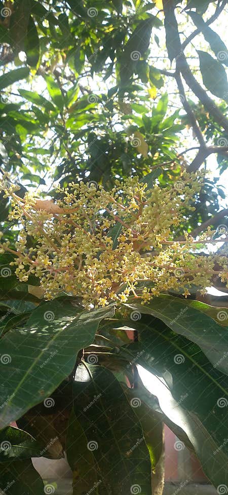 Flowers from a Mango Tree in Bloom Stock Photo - Image of branch ...