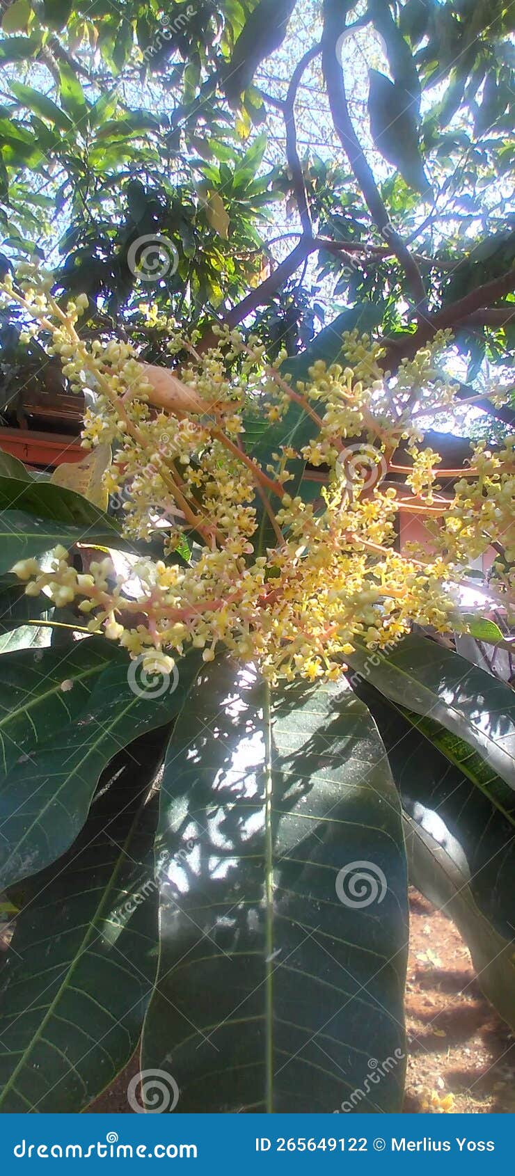 Flowers from a Mango Tree in Bloom Stock Photo - Image of food, branch ...