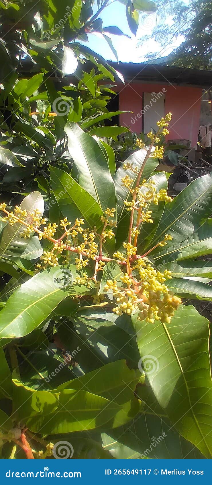 Flowers from a Mango Tree in Bloom Stock Image - Image of bloom, green ...