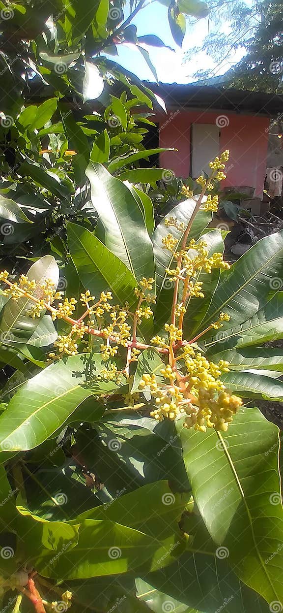Flowers from a Mango Tree in Bloom Stock Image - Image of bloom, green ...