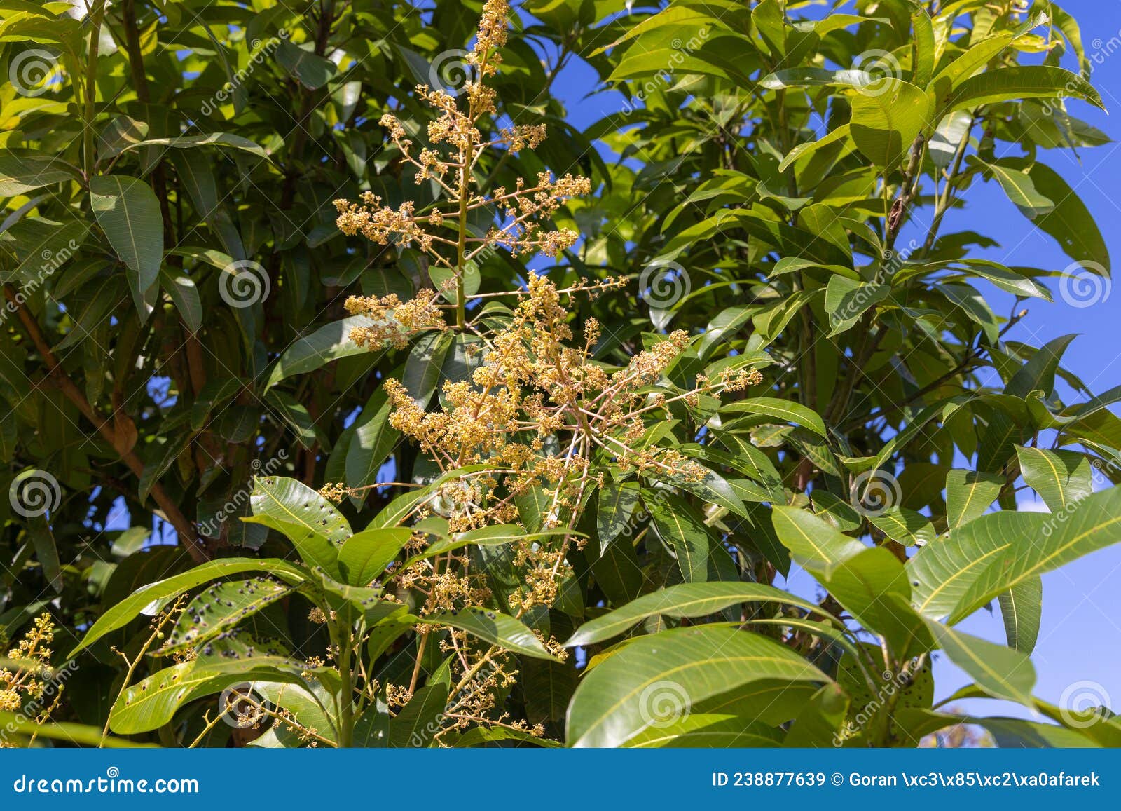 The Flowers of the Mango Tree Stock Image - Image of environment ...
