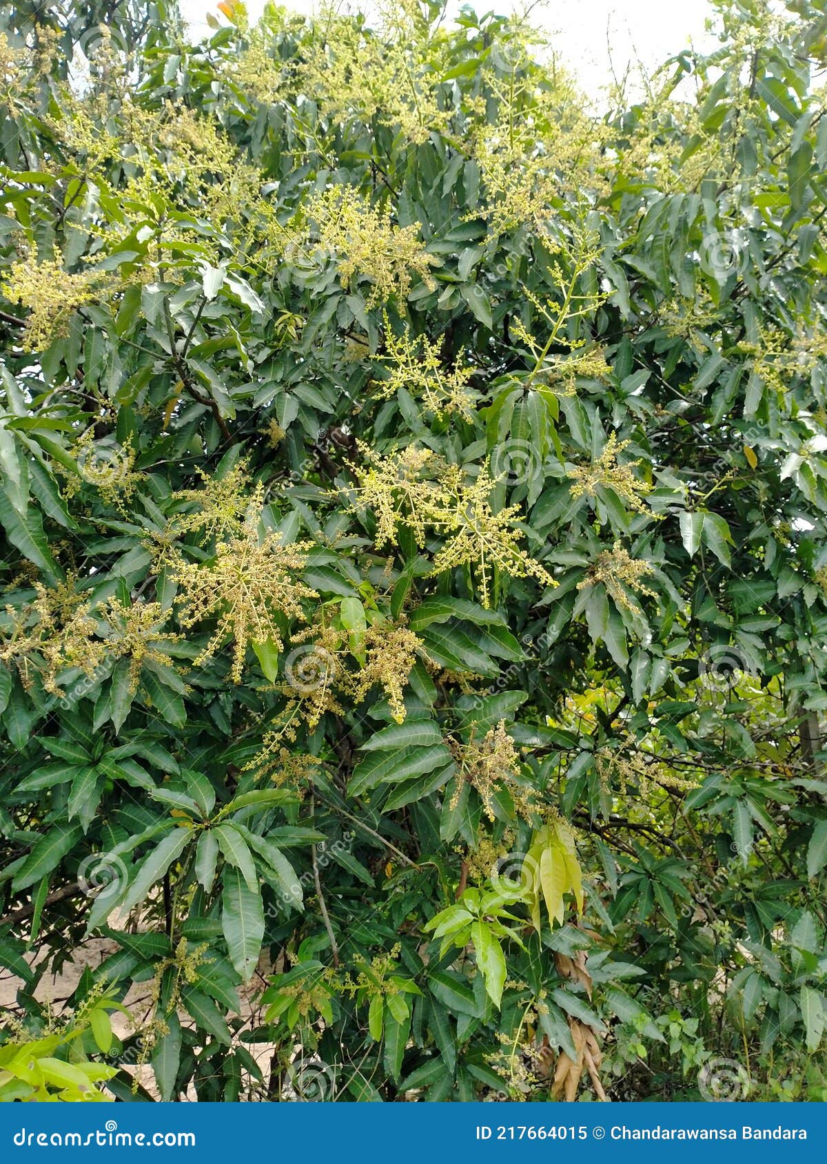 The Flower of the Mango Tree Stock Image - Image of branch, flower ...
