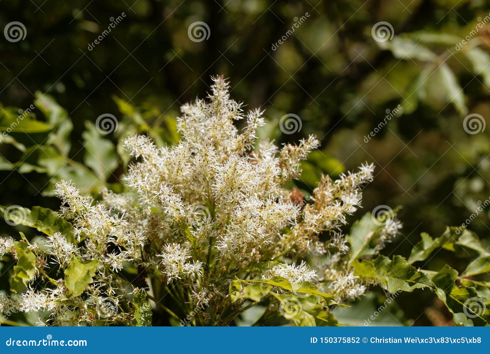 Flowers of a Manna Ash, Fraxinus Ornus Stock Photo - Image of ...