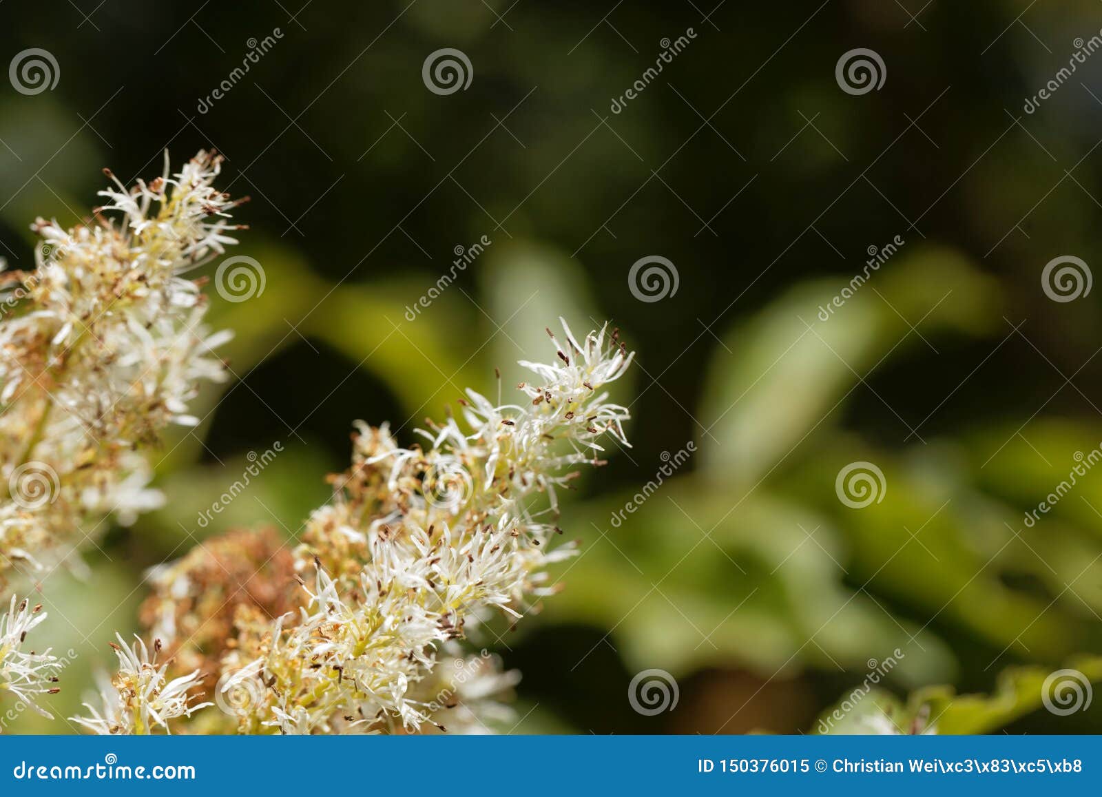 Flowers of a Manna Ash, Fraxinus Ornus Stock Image - Image of botanical ...
