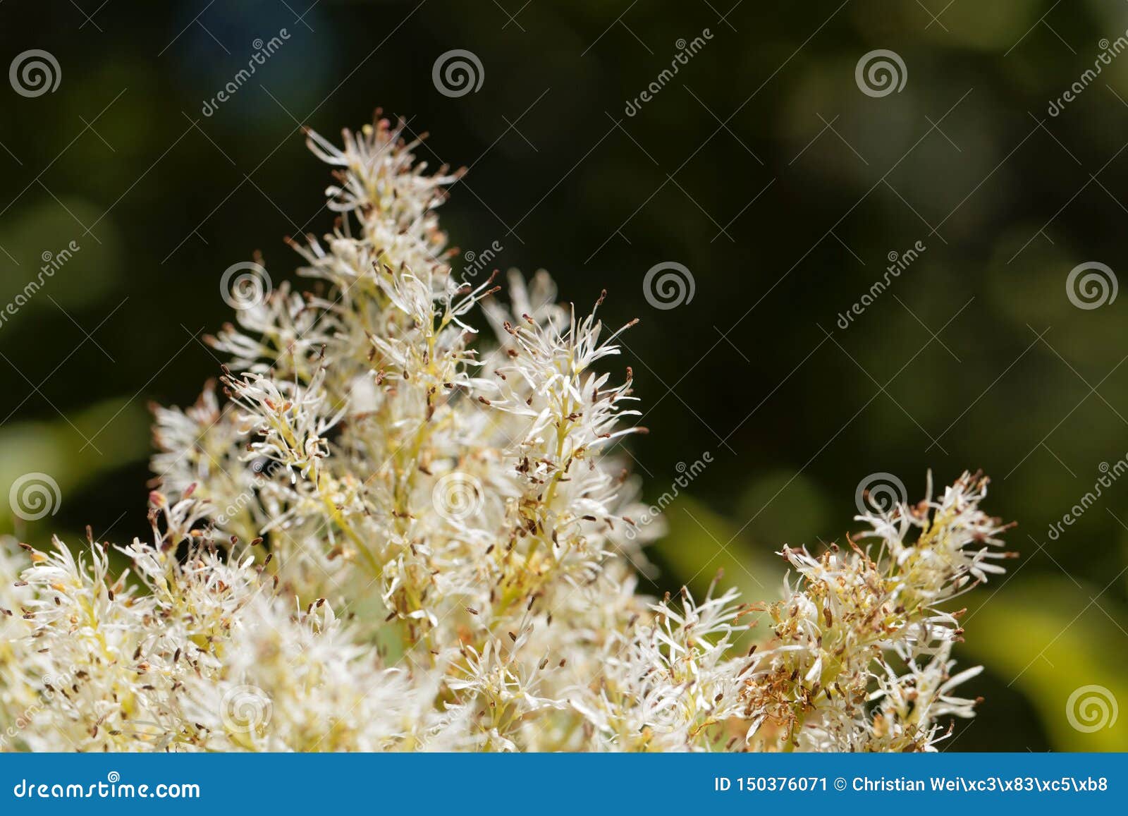 Flowers of a Manna Ash, Fraxinus Ornus Stock Image - Image of green ...