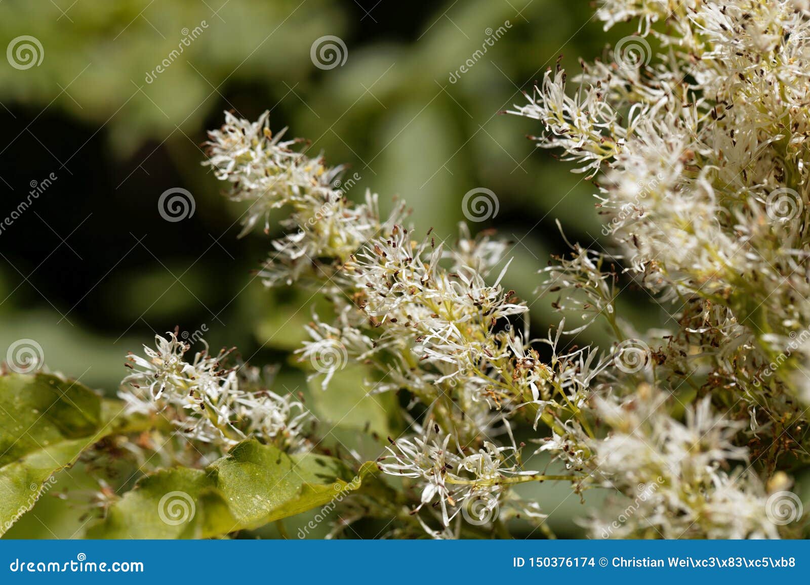 Flowers of a Manna Ash, Fraxinus Ornus Stock Photo - Image of ...
