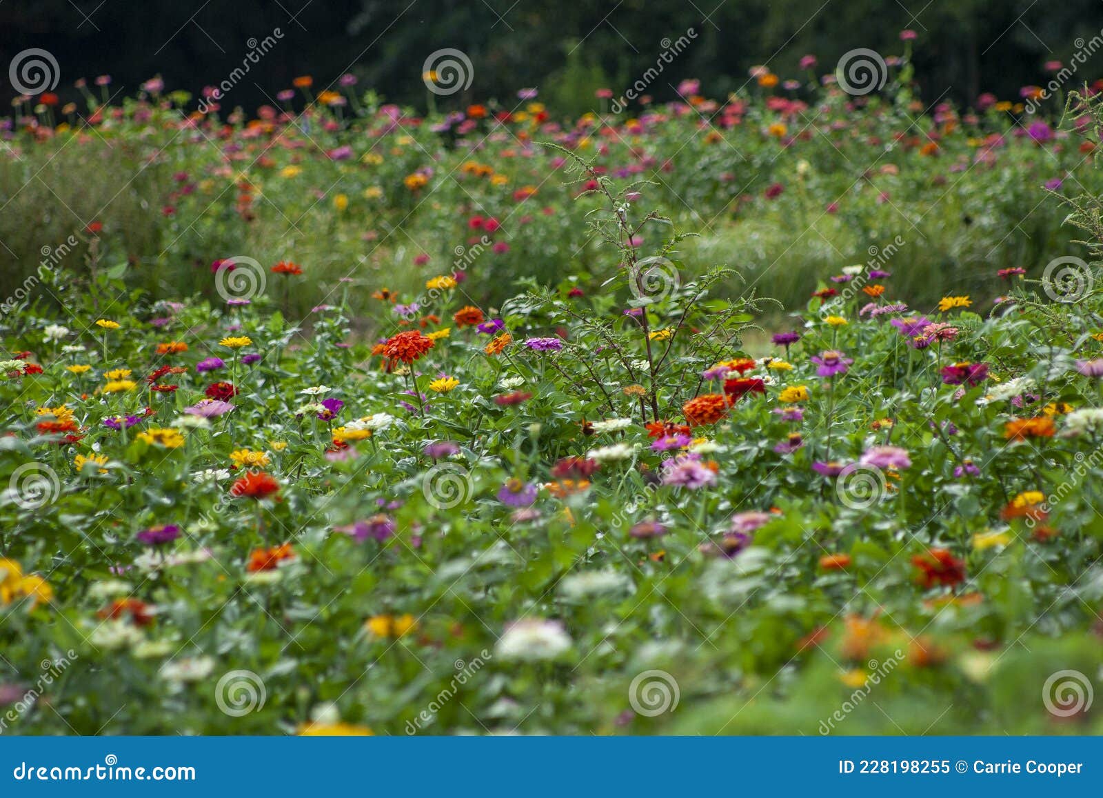 Flowers in Field in Local Park. Stock Image - Image of garden, poppy ...