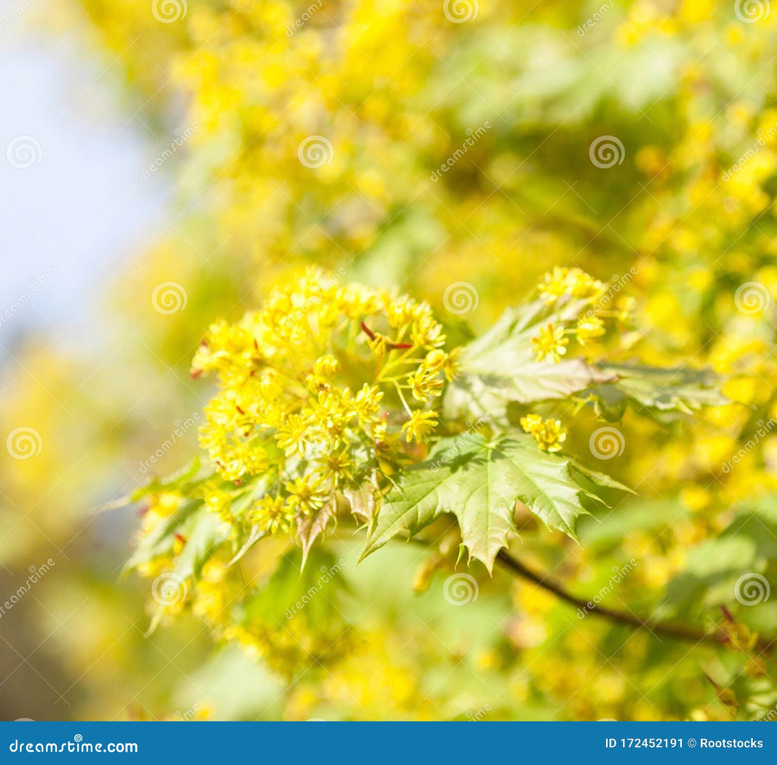 Flowers of the maple tree stock image. Image of nature - 172452191