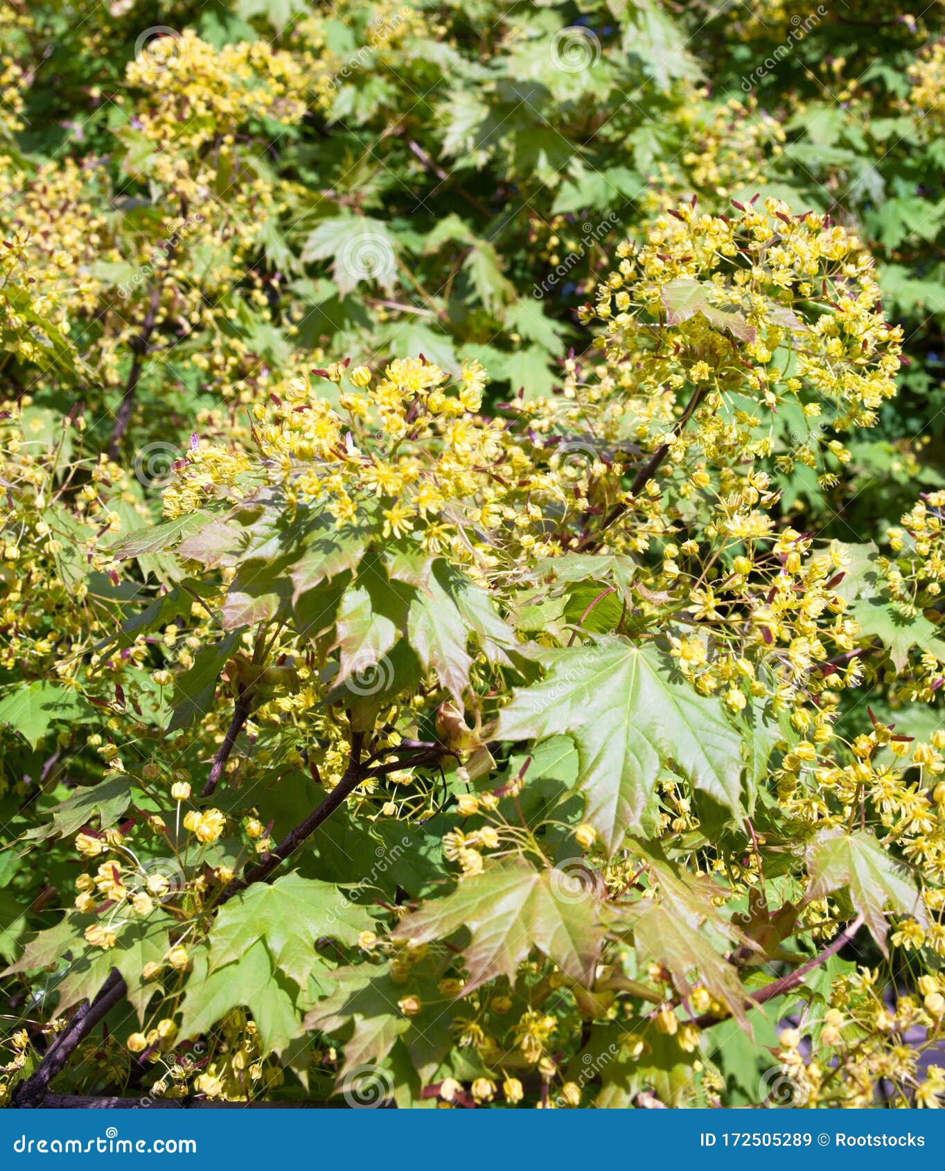 Flowers of the maple tree stock image. Image of background - 172505289